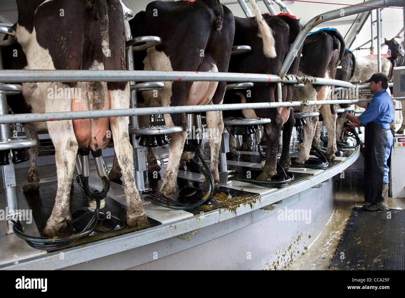 New Zealand, Masterton Area. Carousel Milker, capable of milking 54 ...