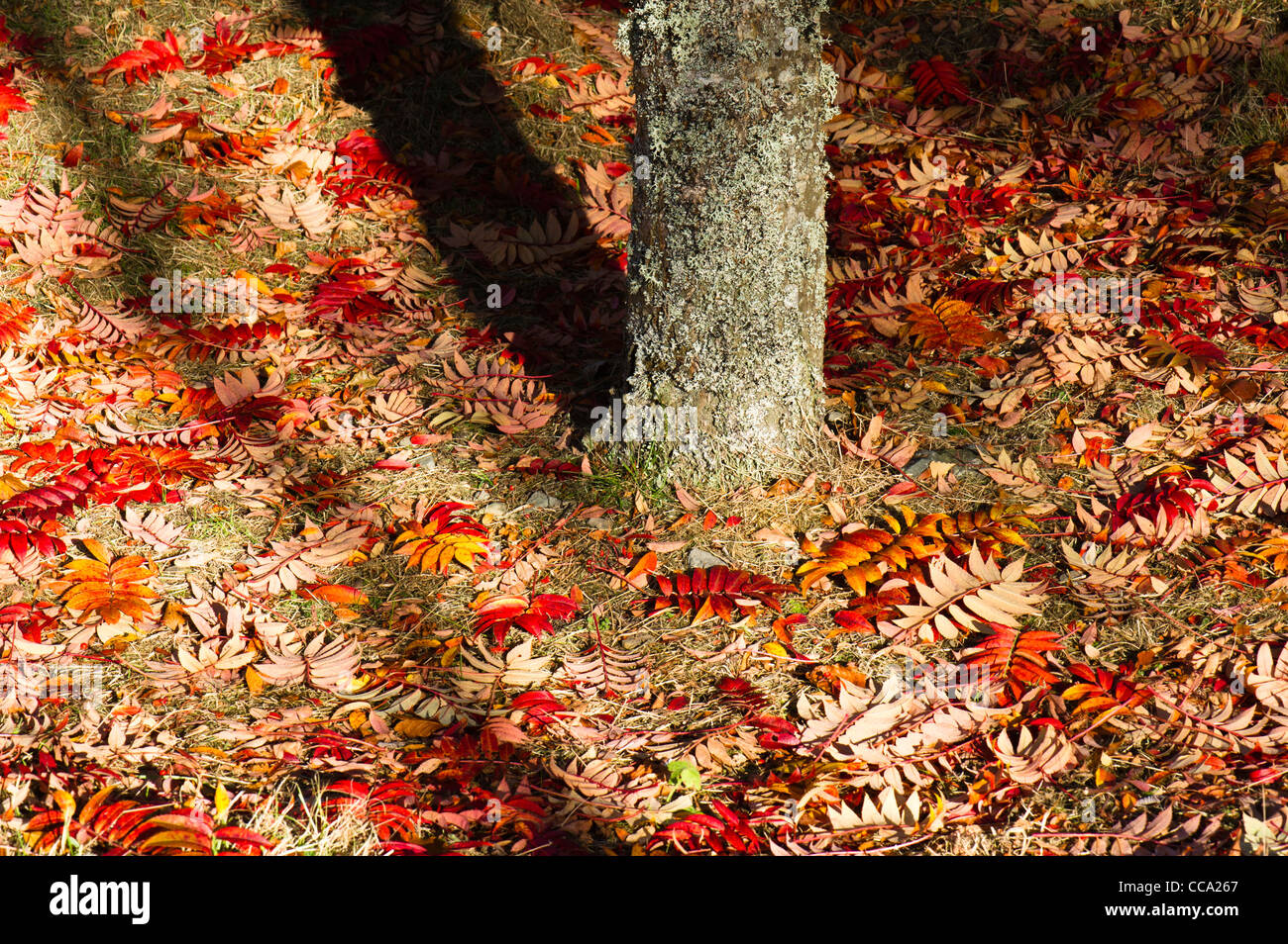 Leaves lying under tree hi-res stock photography and images - Alamy
