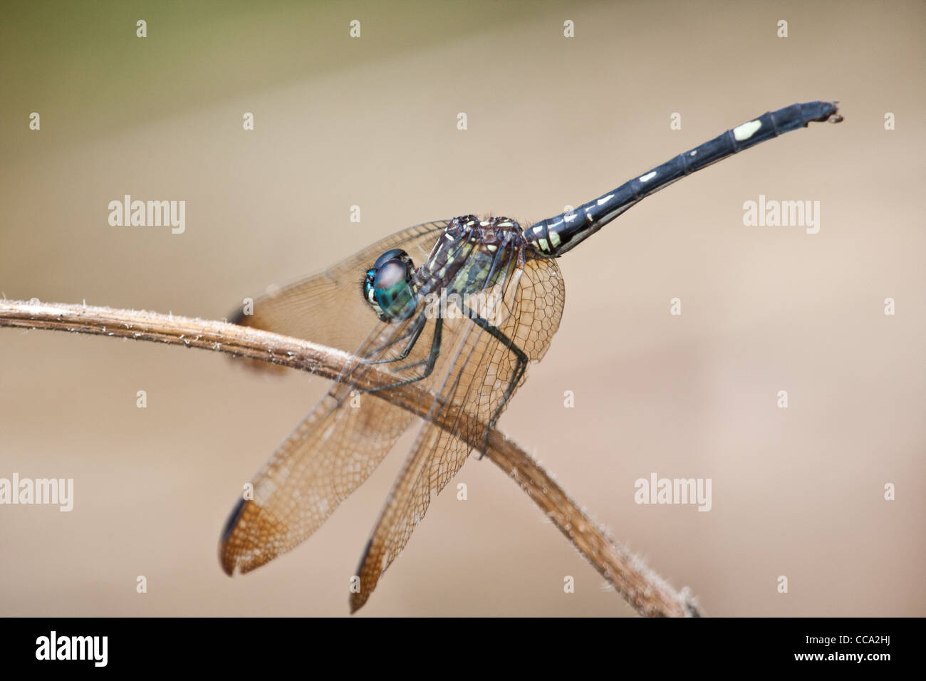 Rhionaeschna multicolor hi-res stock photography and images - Alamy