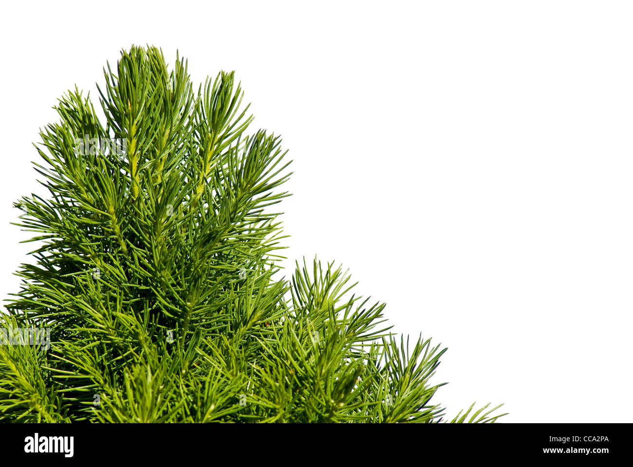 Young spruce tree over white background - isolated Stock Photo - Alamy
