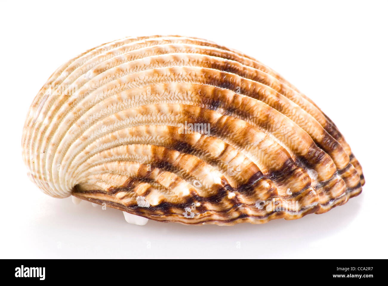 Sea shell over white background - isolated Stock Photo - Alamy