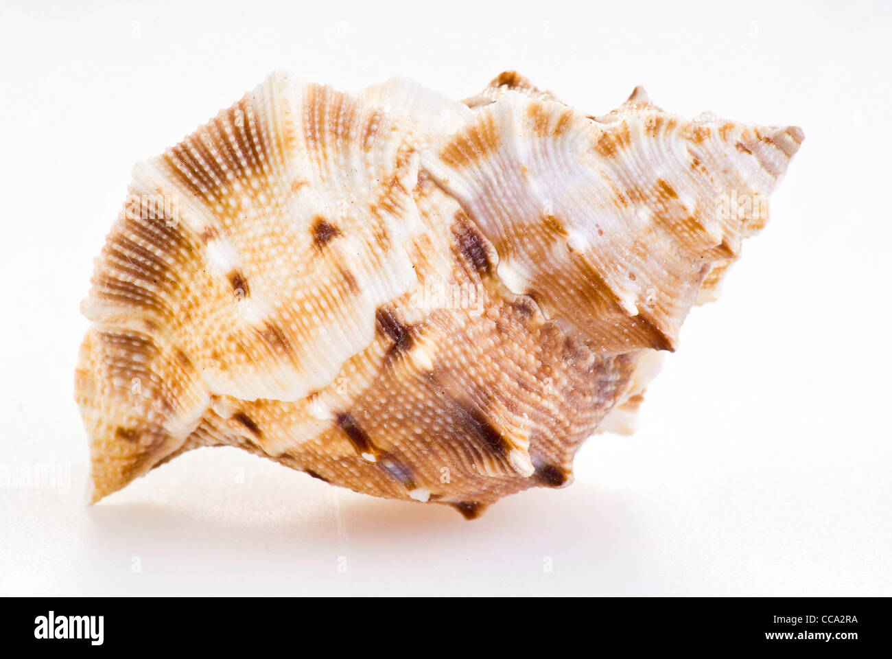 Sea shell over white background - isolated Stock Photo - Alamy