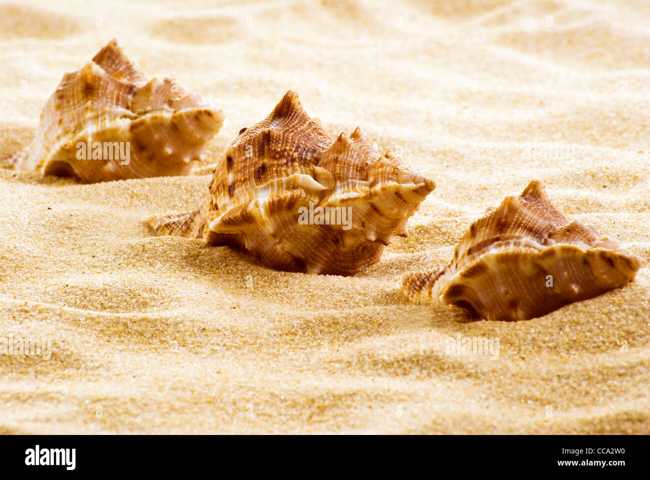 Three sea shells on the beach Stock Photo - Alamy