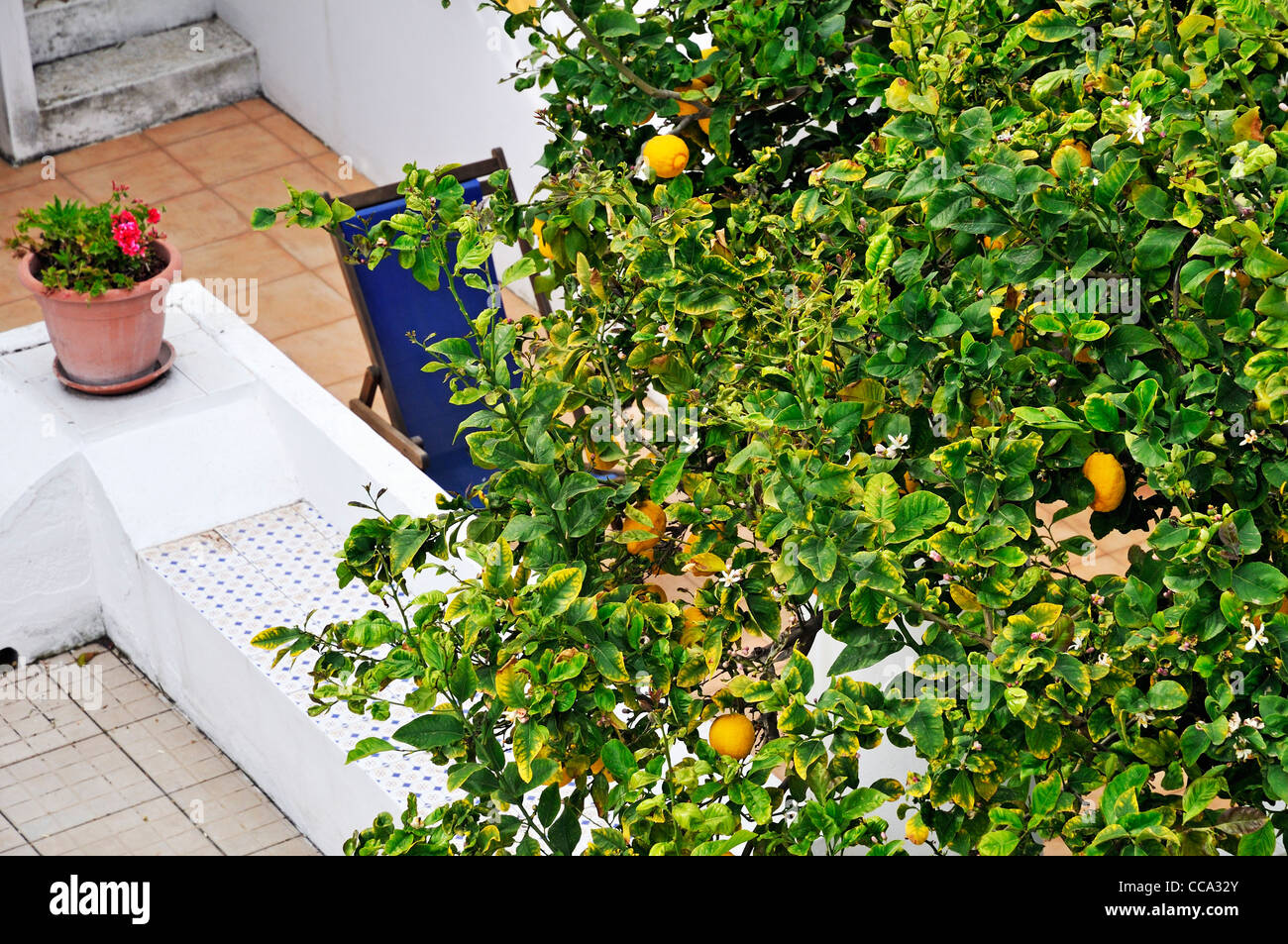 Lemon trees italy hi-res stock photography and images - Alamy