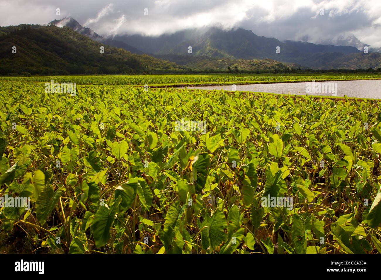 American taro hi-res stock photography and images - Alamy