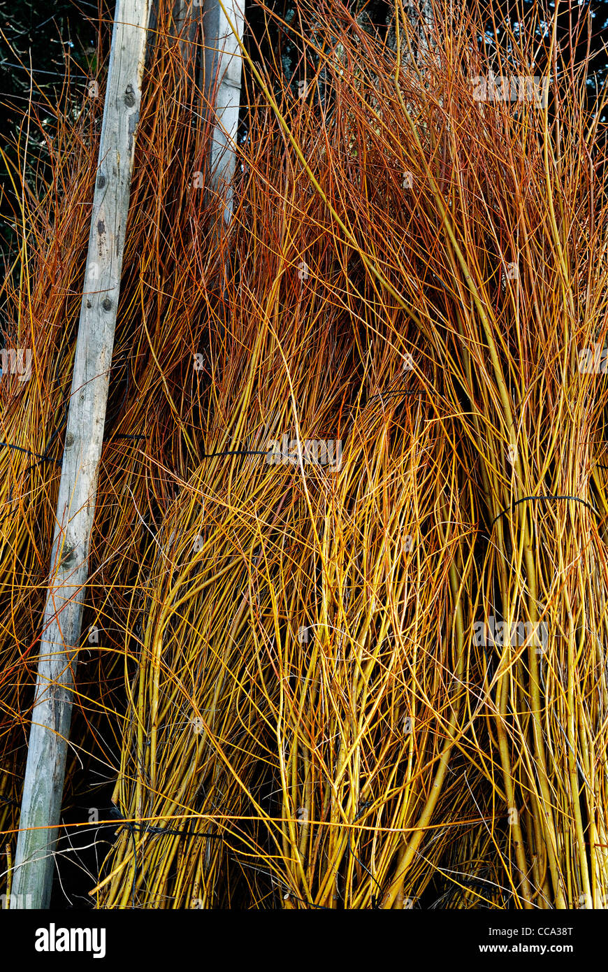 Drying branches by bunches Stock Photo - Alamy