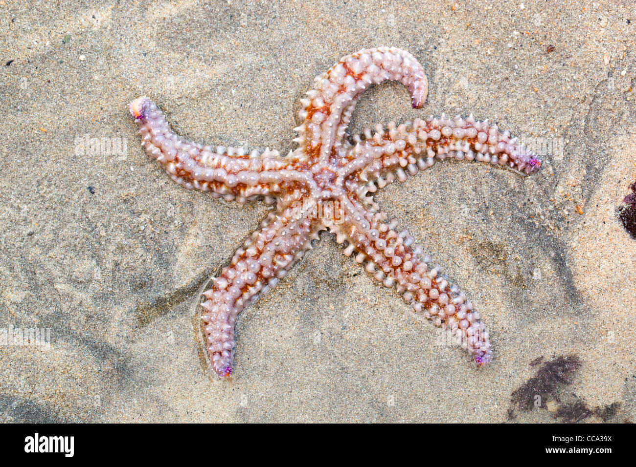 Starfish; Marthasterias glacialis; coast; Cornwall; UK Stock Photo - Alamy