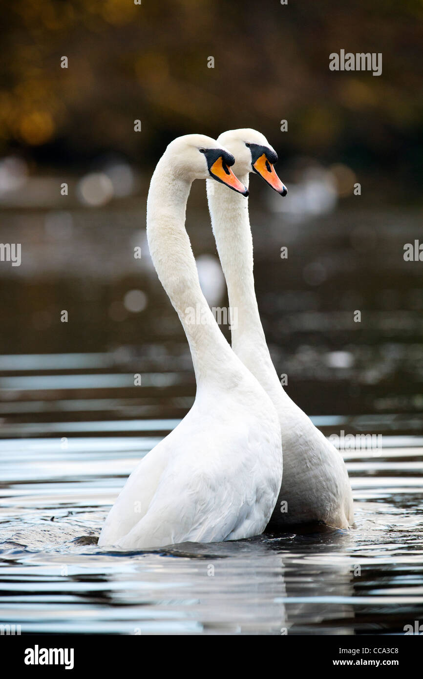 Bonding behaviour hi-res stock photography and images - Alamy