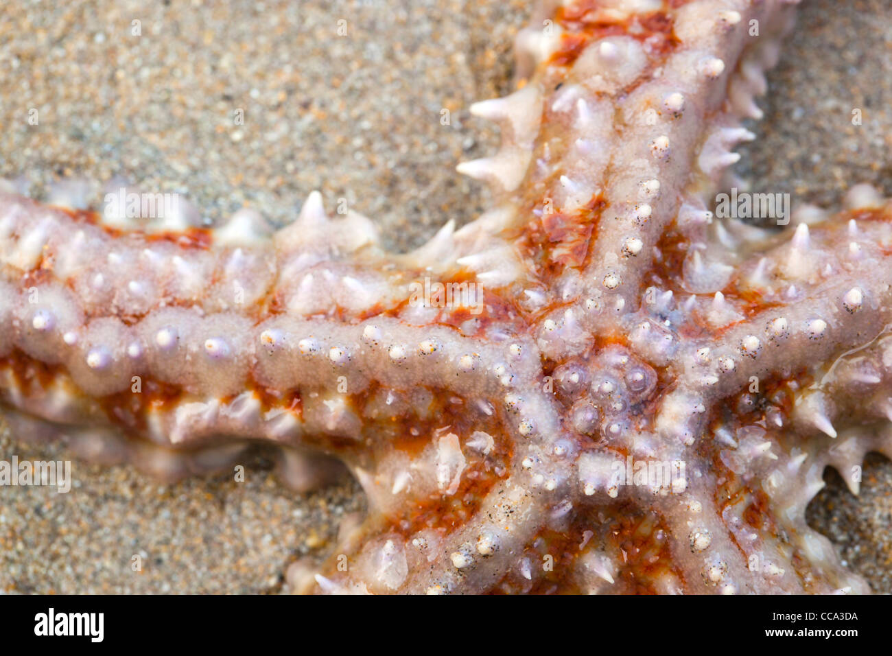Starfish; Marthasterias glacialis; close up; Cornwall; UK Stock Photo ...