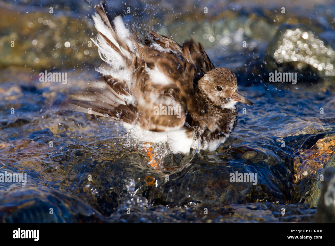 Turnstone wader arenaria interpres hi-res stock photography and images ...