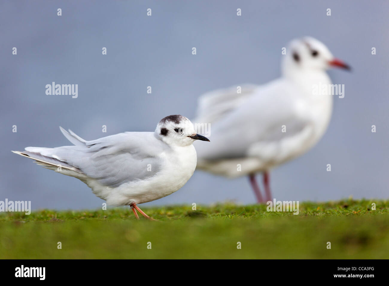 Little Gull; Larus minutus; with Black Headed Gull beyond; Cornwall; UK ...