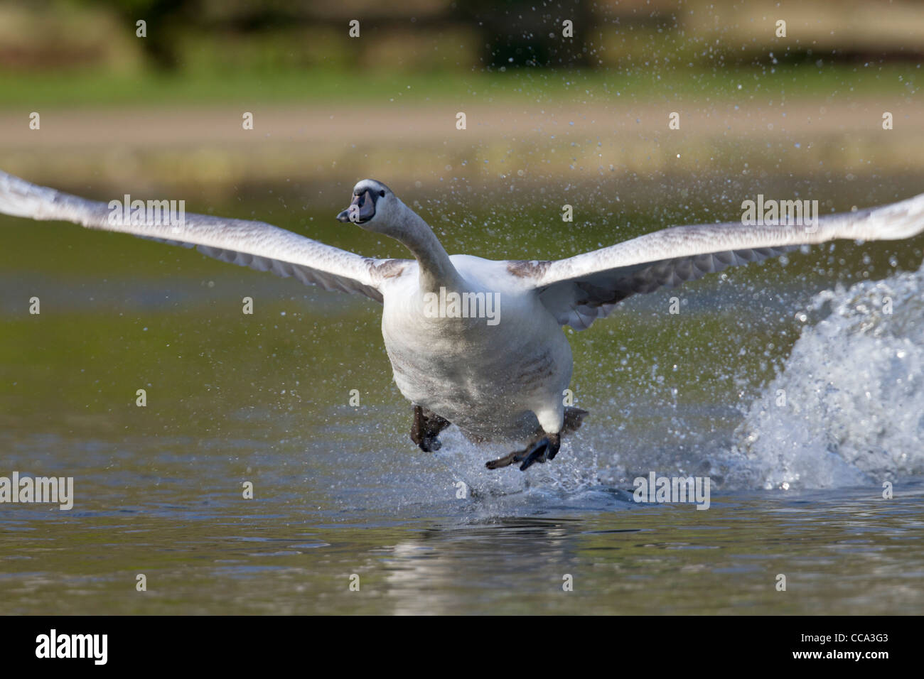 Running swan hi-res stock photography and images - Alamy