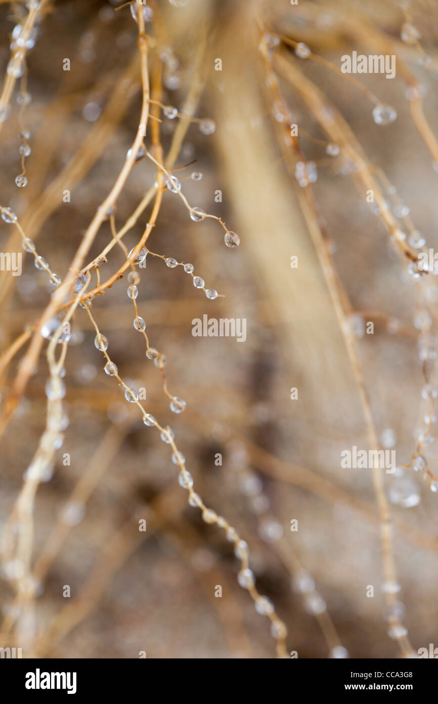 Marram Grass; Ammophila arenaria; network of roots; Cornwall; UK Stock ...