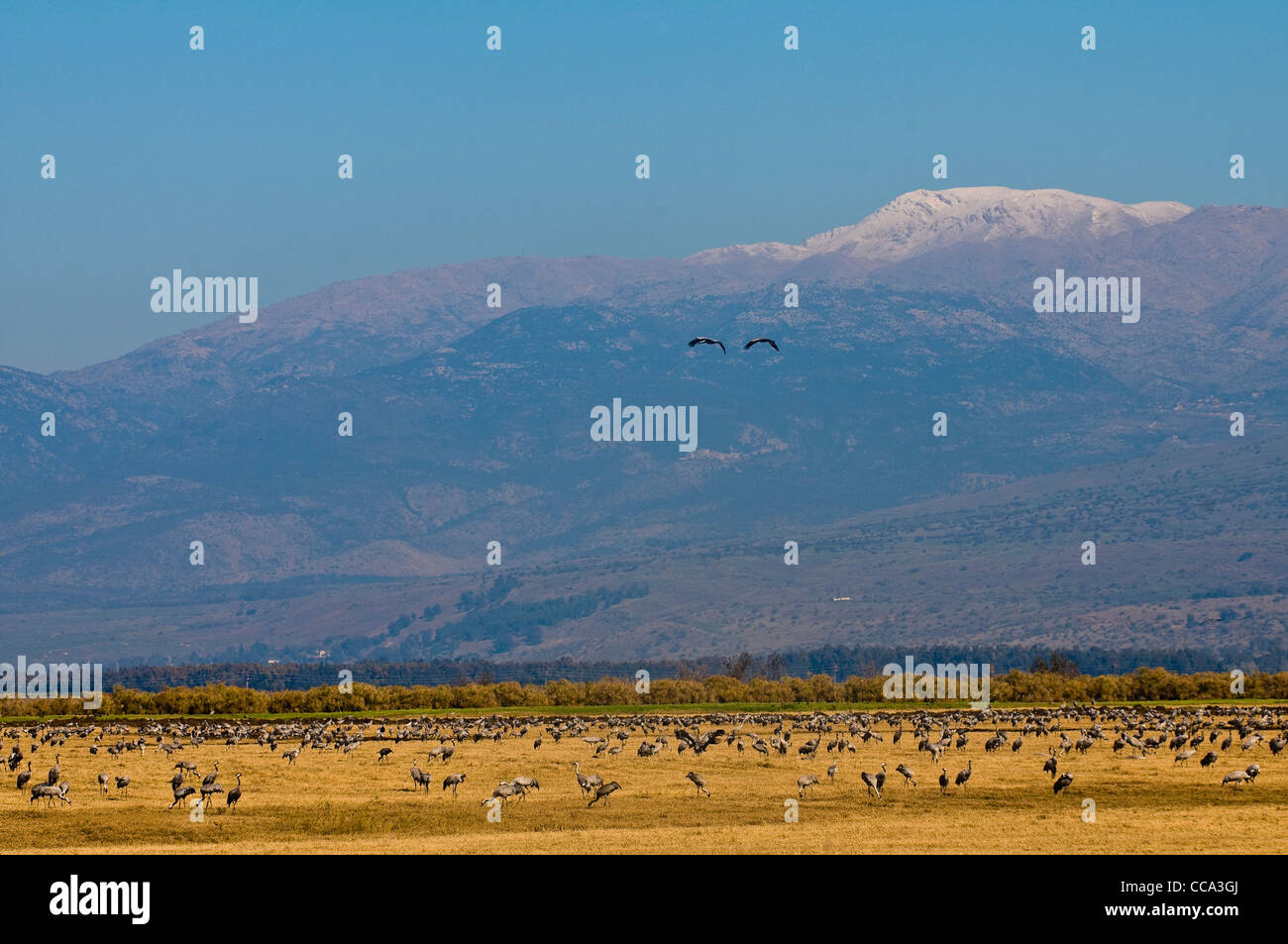 View of Mount Hermon in North of Israel Stock Photo - Alamy