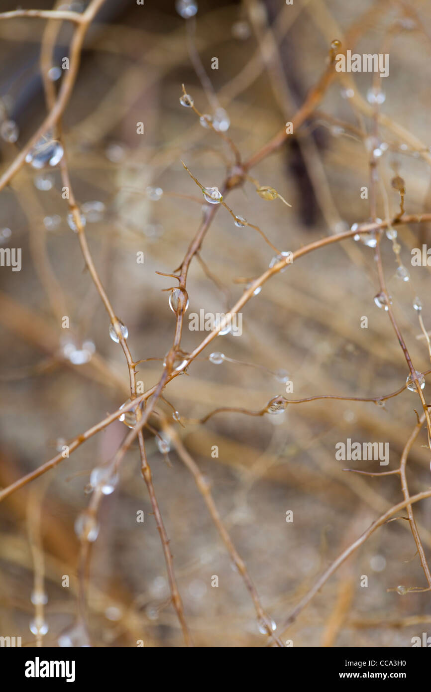Marram grass roots hi-res stock photography and images - Alamy
