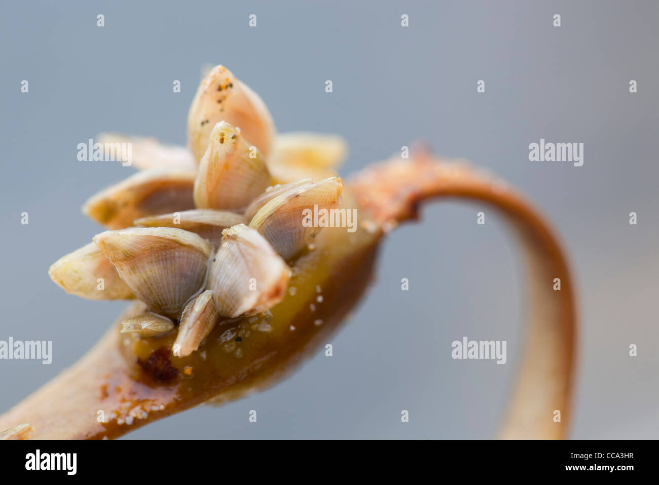 Buoy Barnacles; Dosima fascicularis; on seaweed; Cornwall; UK; winter ...