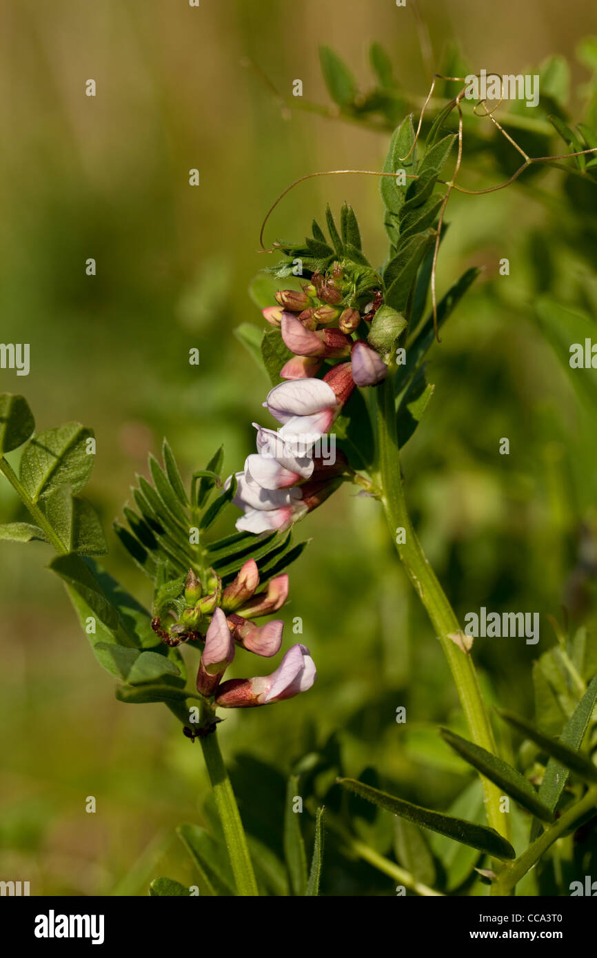 purple flower (vicia sepium) with leaf on meadow Stock Photo - Alamy