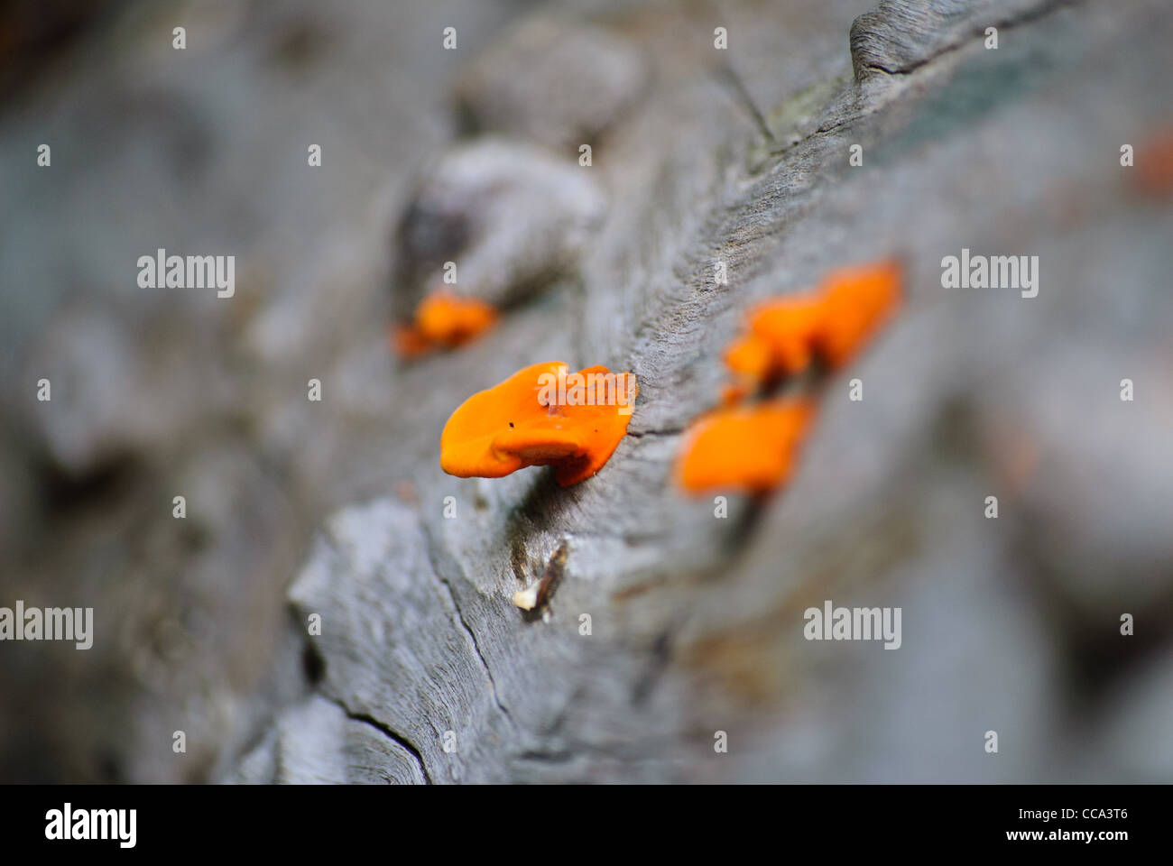 Orange fungi hi-res stock photography and images - Alamy