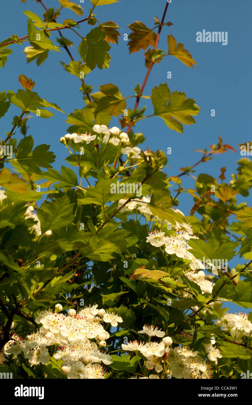 Hawthorn tree hi-res stock photography and images - Alamy