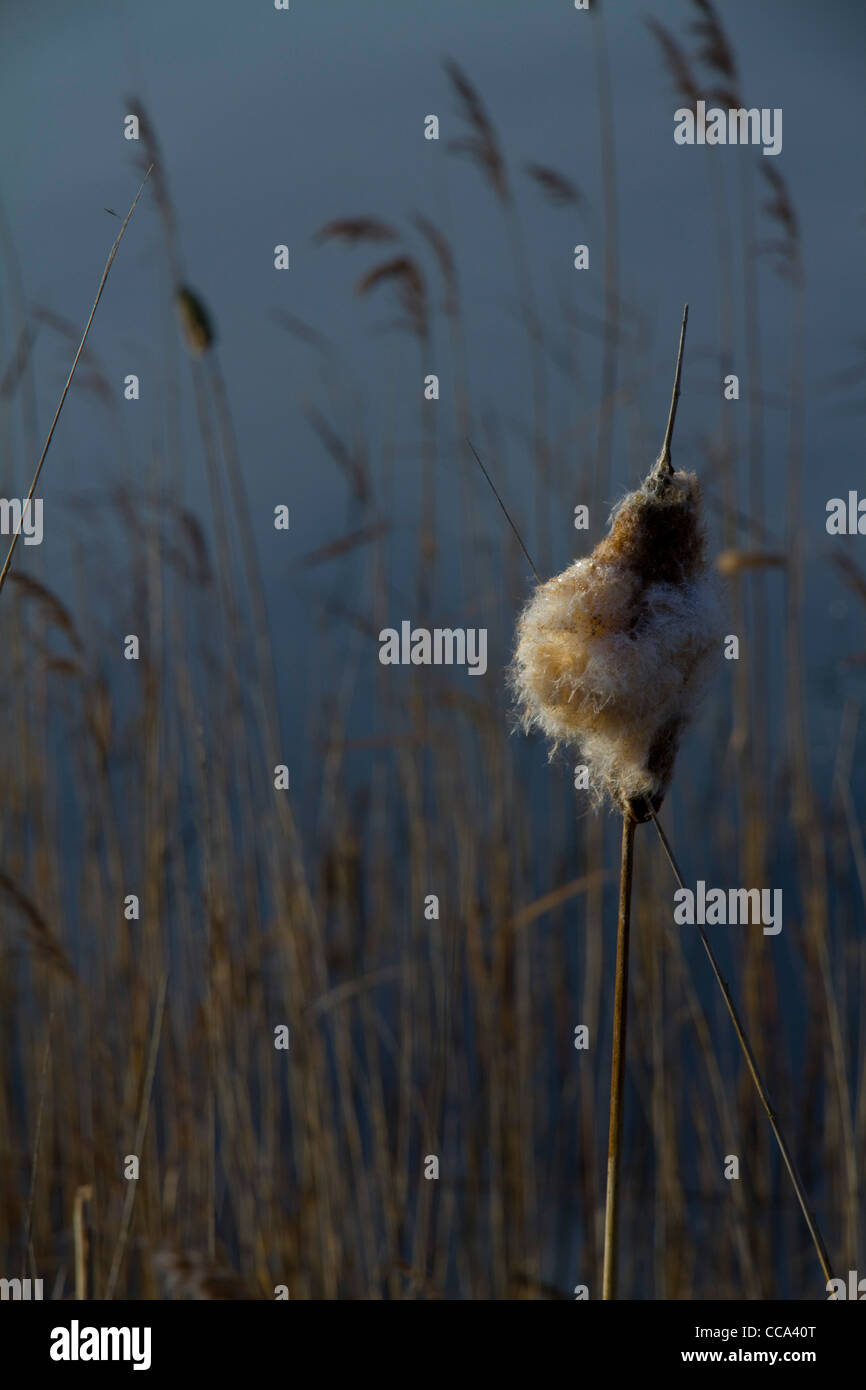 Why Does A Bulrush Or Cattail Explode