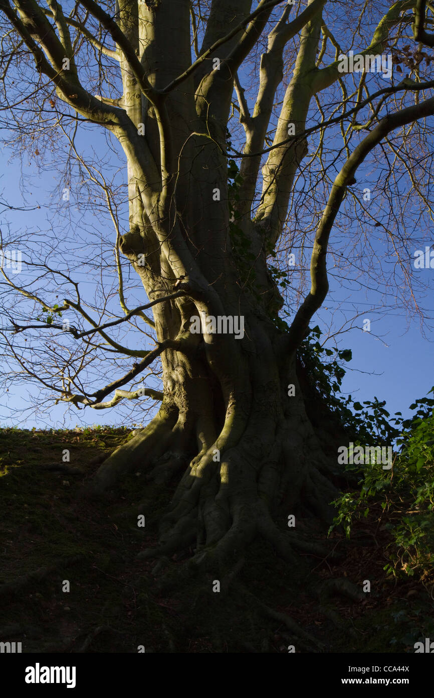 Old gnarled beech fagus sylvatica hi-res stock photography and images ...