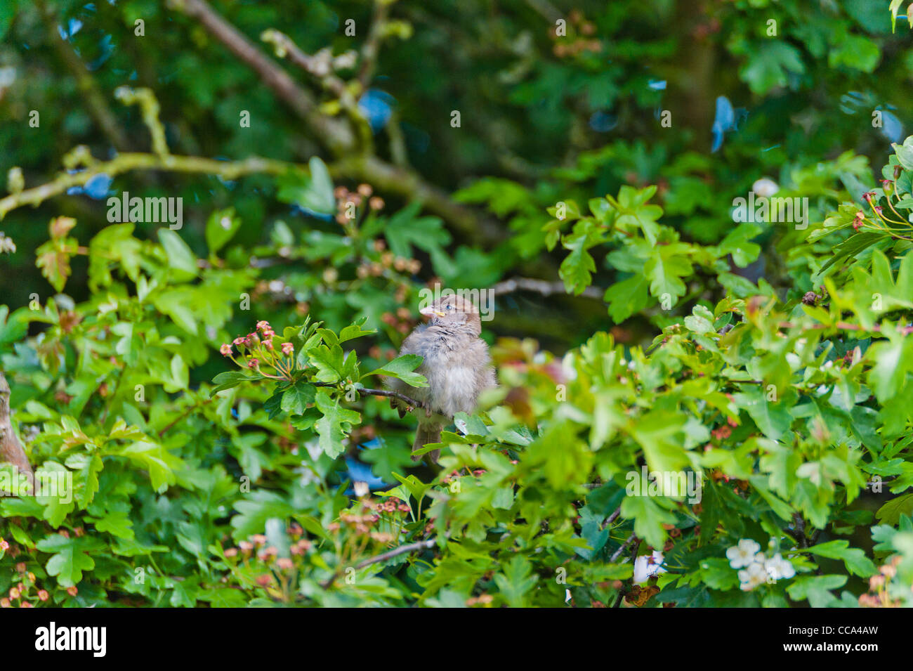 Young sparrow garden hi-res stock photography and images - Alamy