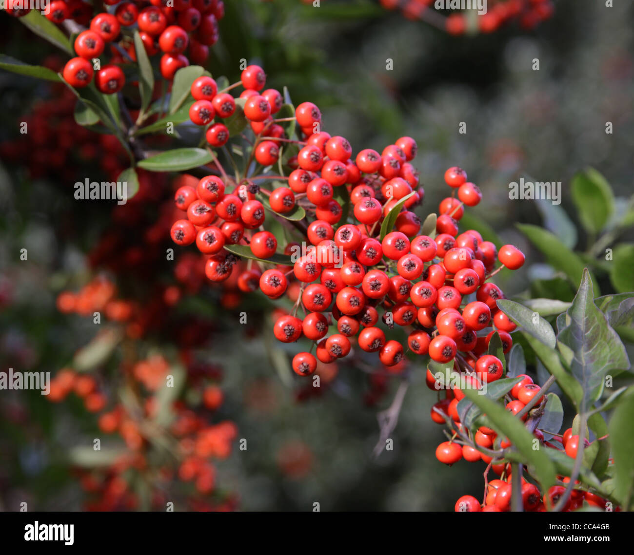 Shot berries hi-res stock photography and images - Alamy