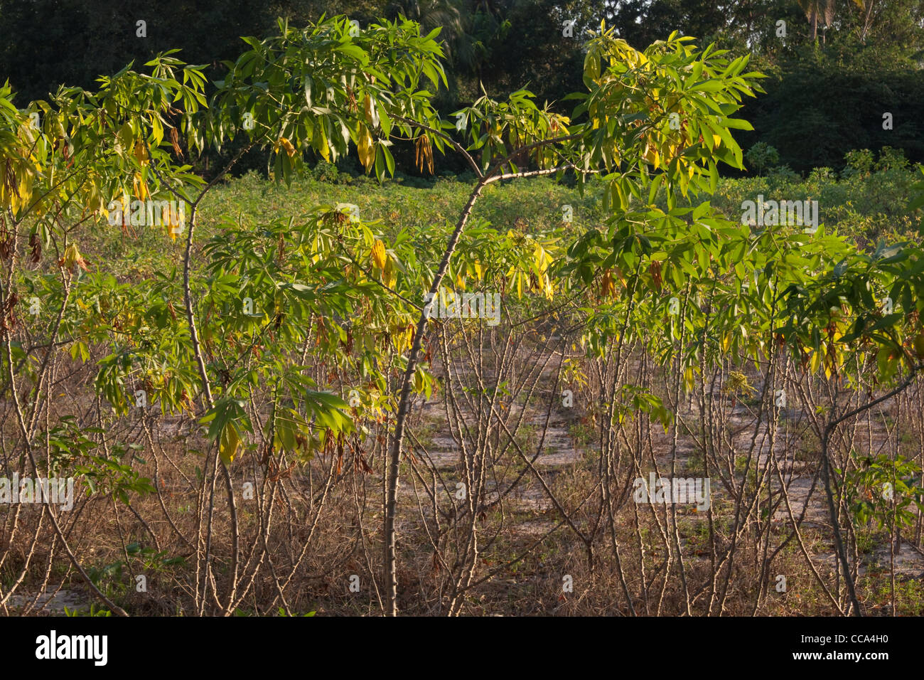 Tapioca roots hi-res stock photography and images - Alamy