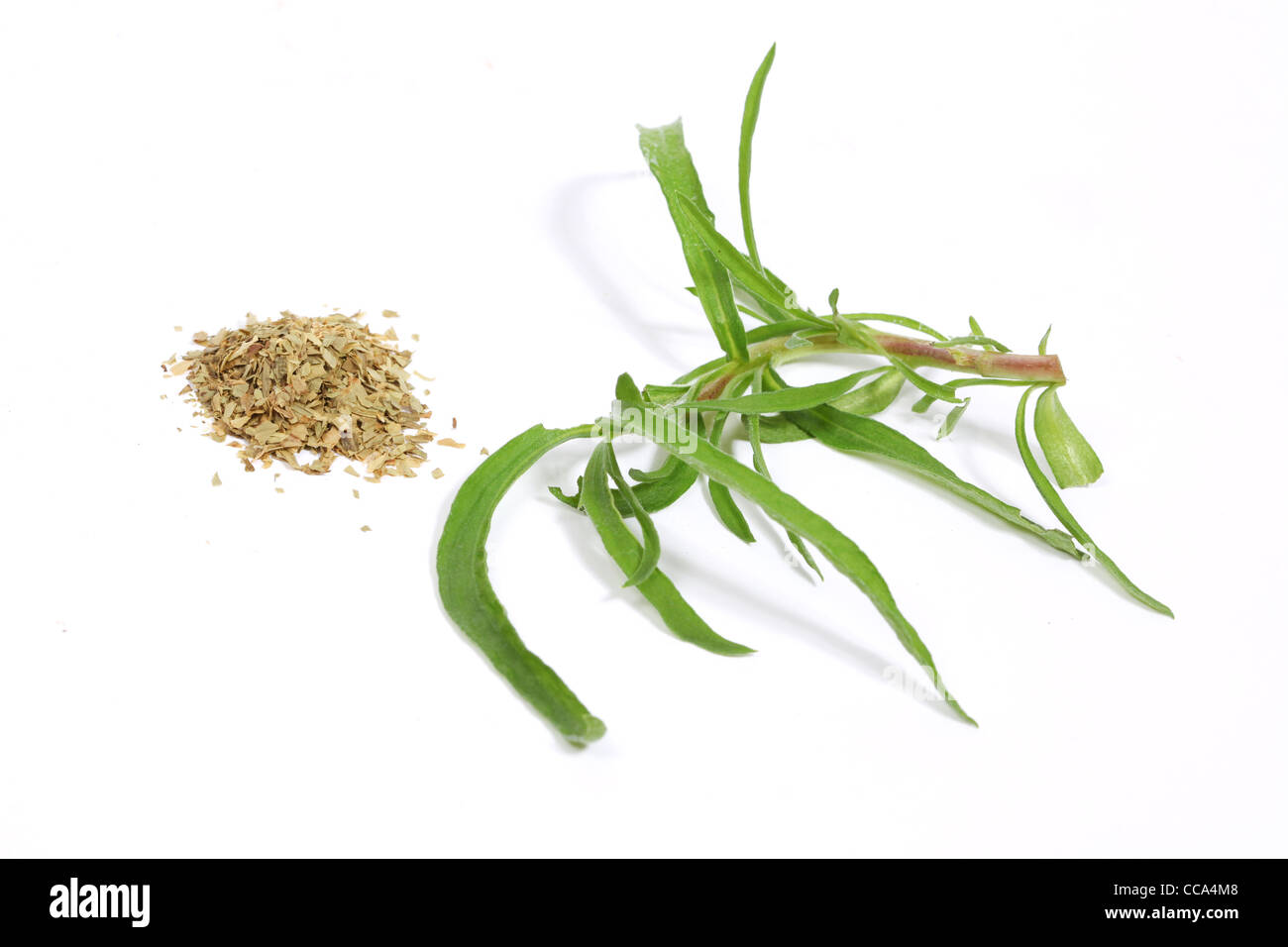 Tarragon spice artemisia dracunculus Cut Out Stock Images & Pictures ...