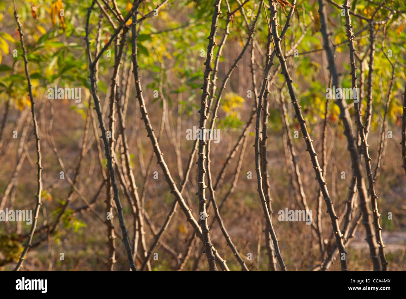 Tapioca crop growing in central Thailand Stock Photo - Alamy