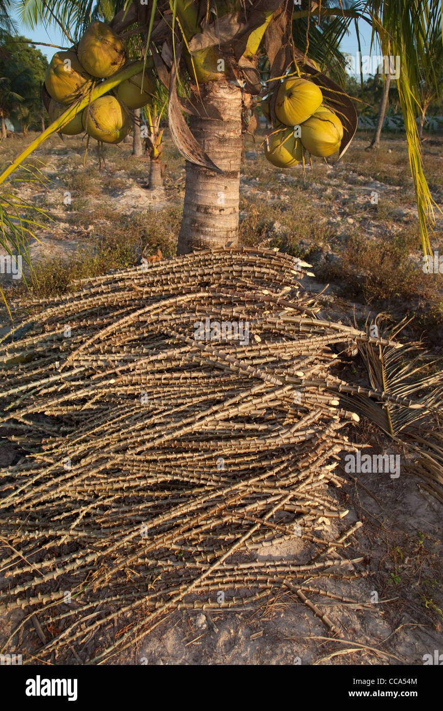 Tapioca crop ready for planting in central Thailand Stock Photo - Alamy