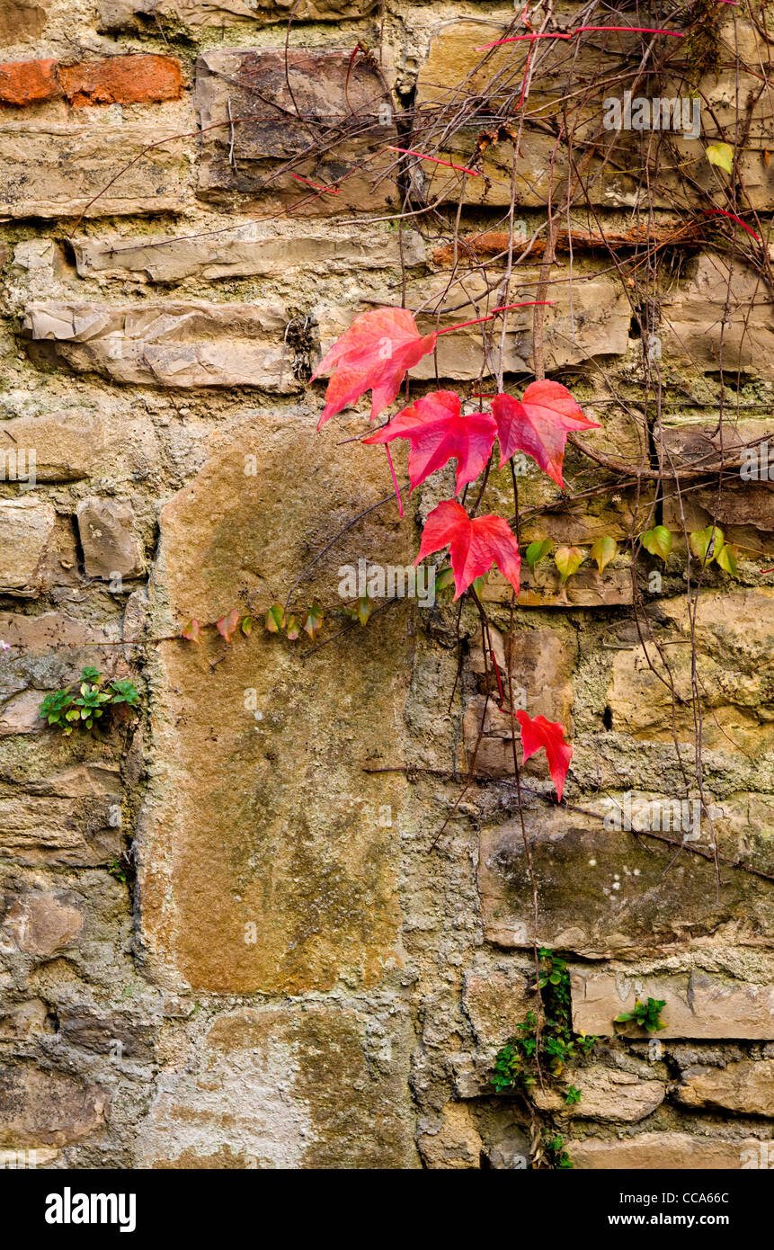 stone wall red virginia creeper Stock Photo - Alamy