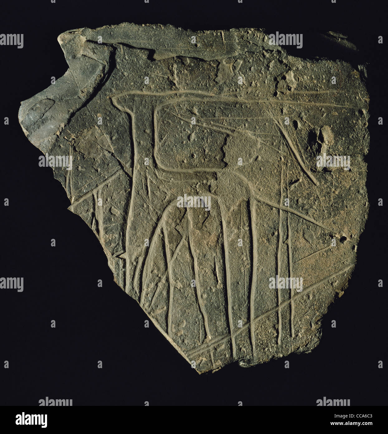 Sahara animal plaque hi-res stock photography and images - Alamy