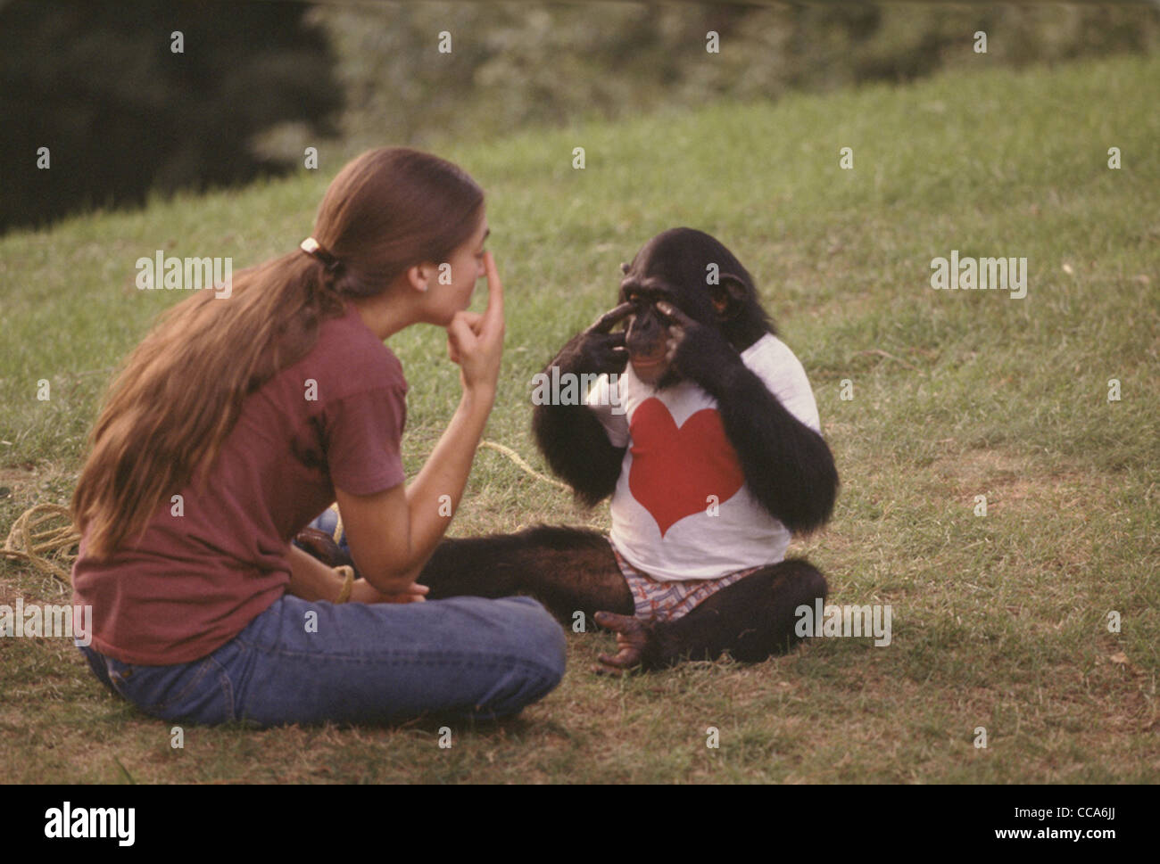 Chimpanzee sign language hi-res stock photography and images - Alamy