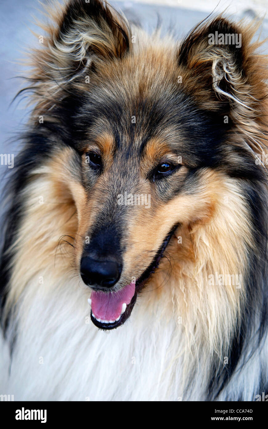 Portrait dog - collie Stock Photo - Alamy