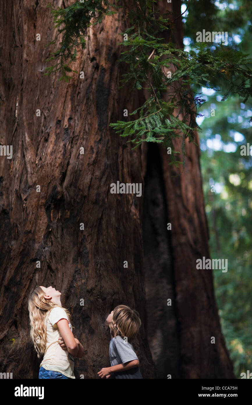 Two children looking up at a tree Stock Photo - Alamy