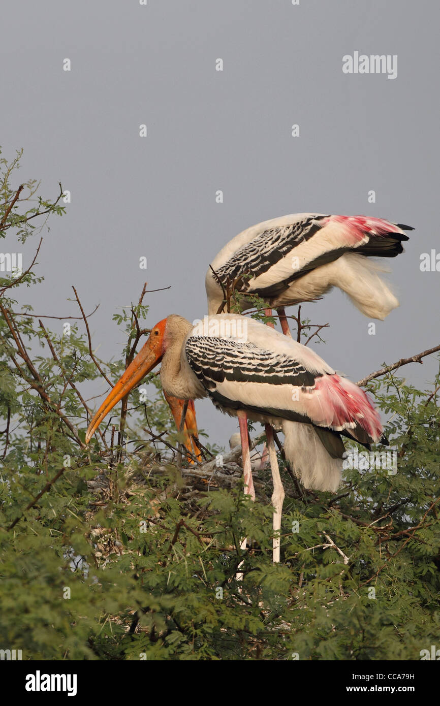 Indian storks hi-res stock photography and images - Alamy