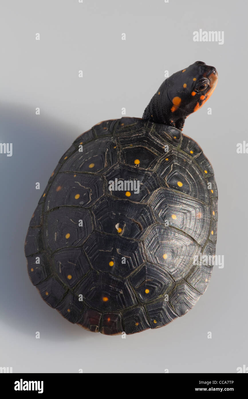 Yellow spotted turtle hi-res stock photography and images - Alamy