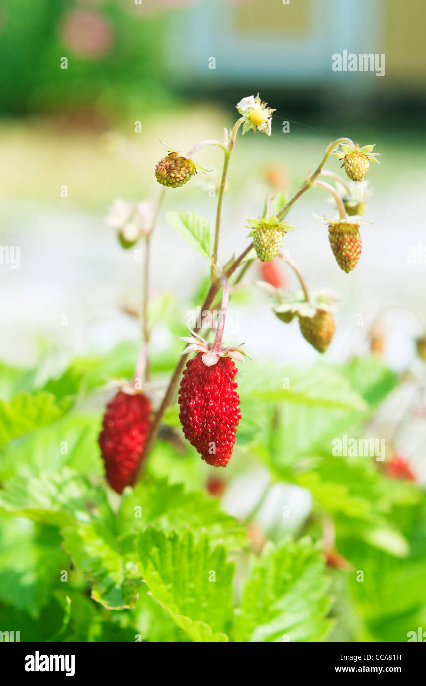 Wild strawberry plant hi-res stock photography and images - Alamy