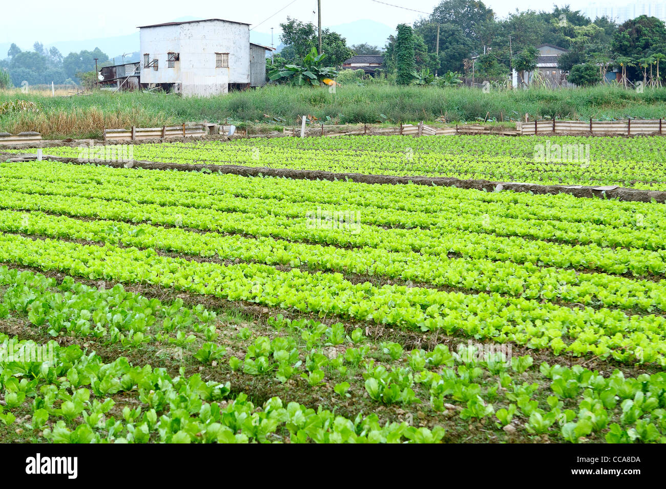 Rows of plants in a cultivated farmers field Stock Photo - Alamy