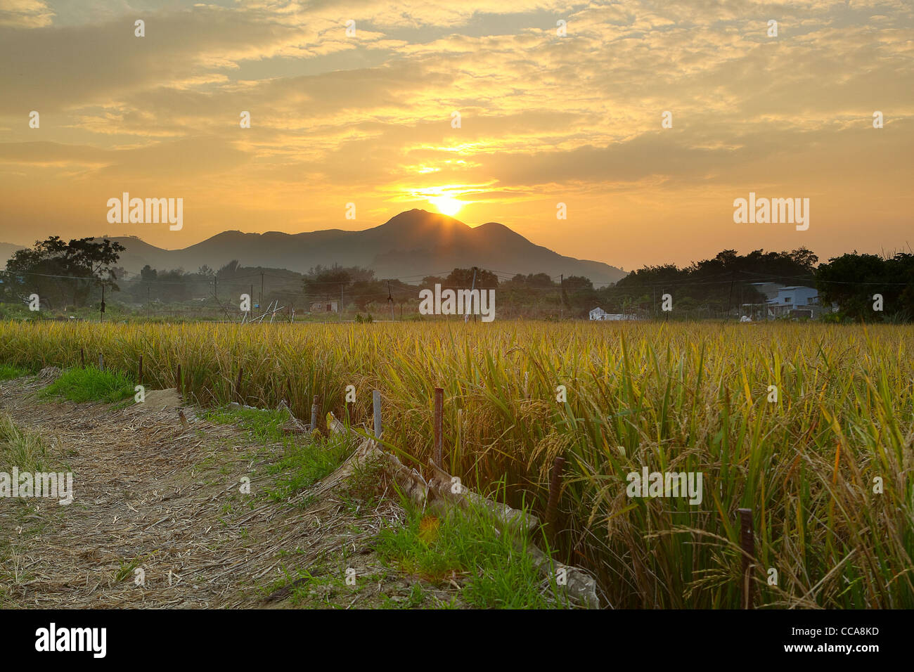 Golden sunset over farm field Stock Photo - Alamy
