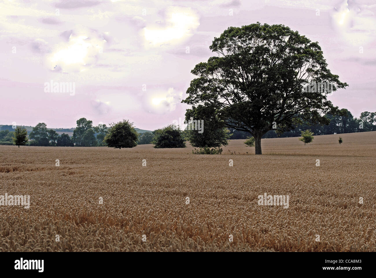 Cornfields and farms hi-res stock photography and images - Alamy