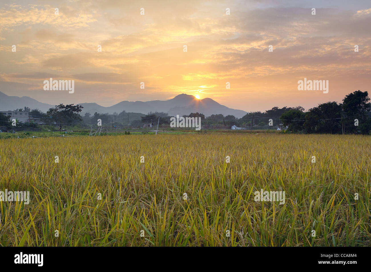 Golden sunset over farm field Stock Photo - Alamy