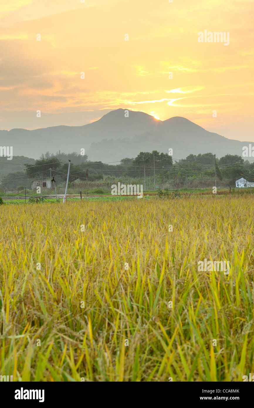 Golden sunset over farm field Stock Photo - Alamy