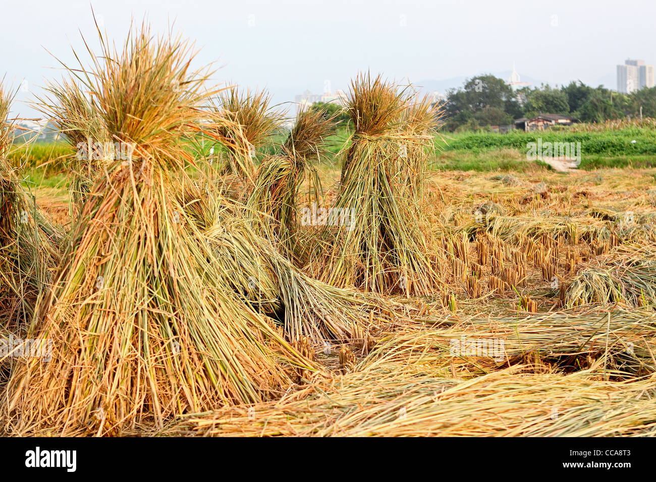 Harvest rice Stock Photo - Alamy