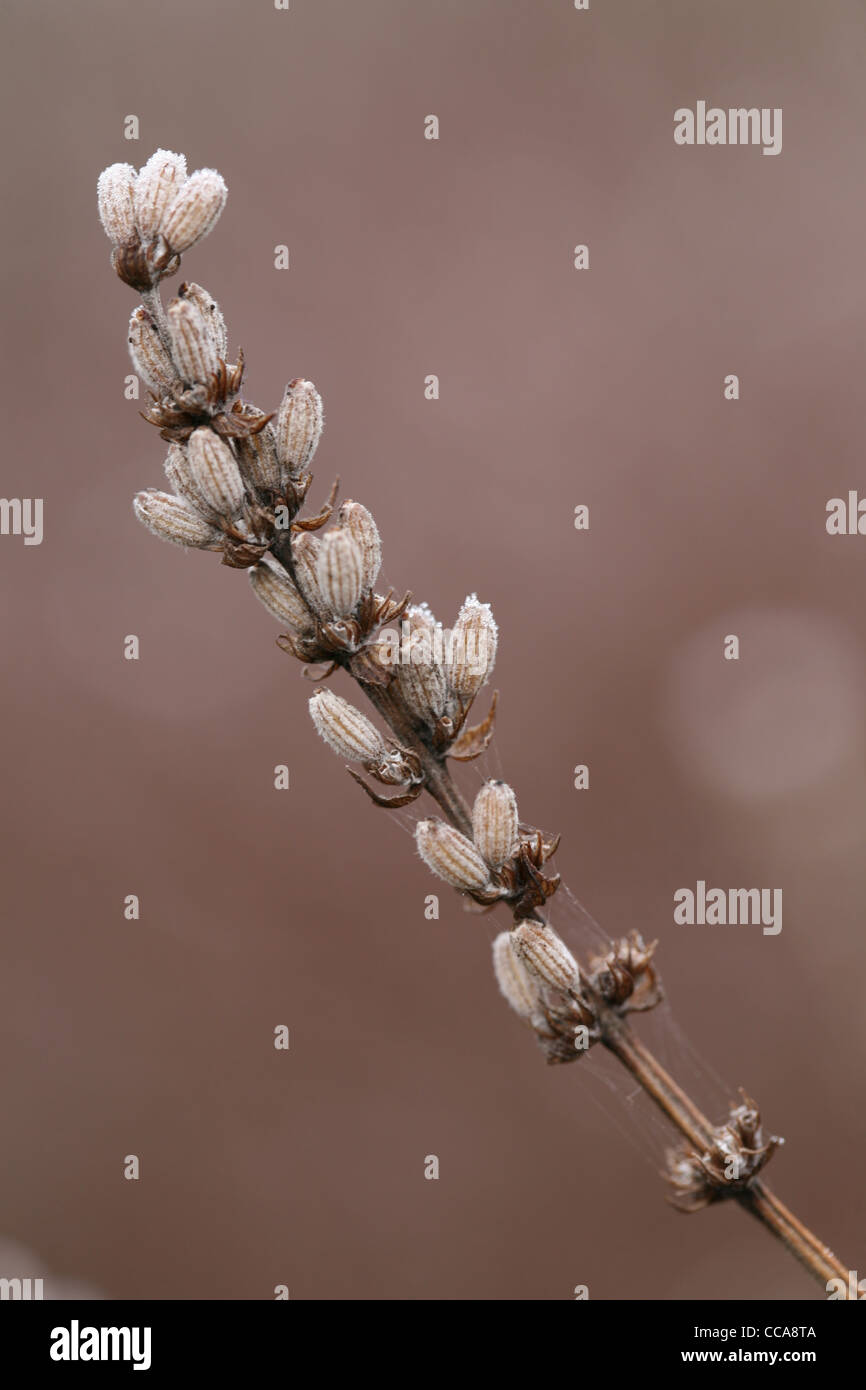 lavender stem in winter Stock Photo - Alamy