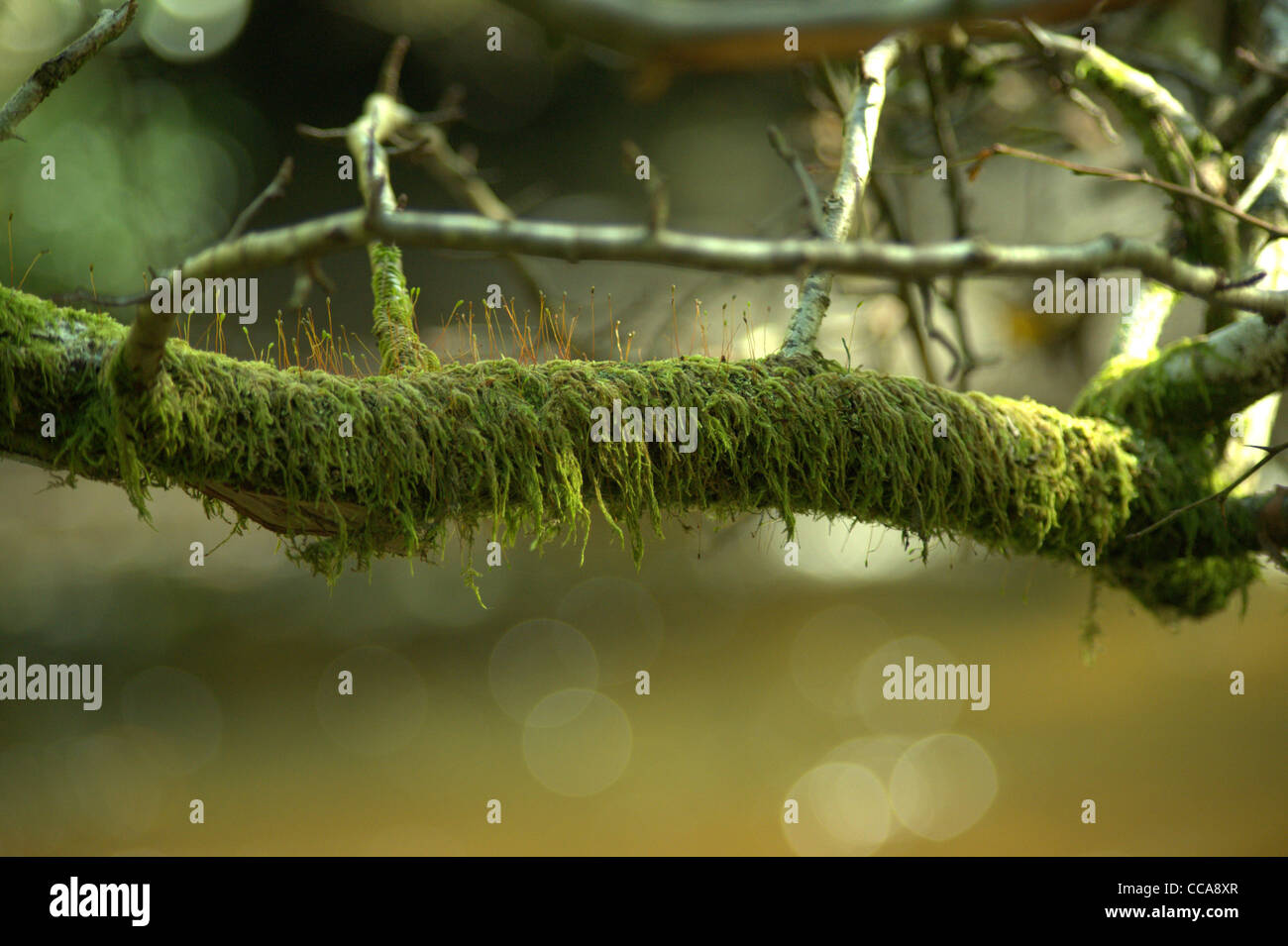 Section of a tree branch Stock Photo - Alamy