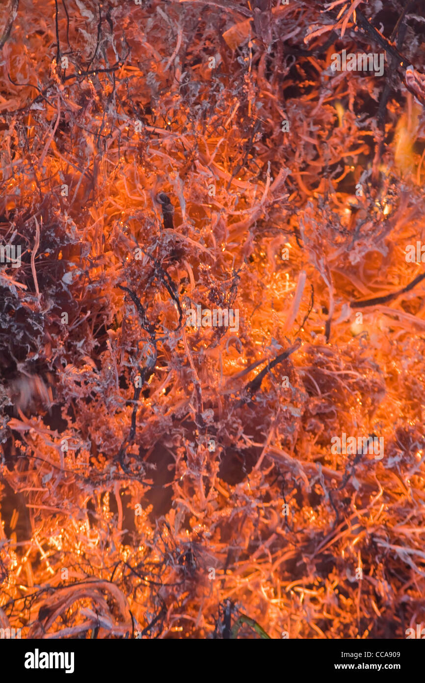 Makro site hi-res stock photography and images - Alamy