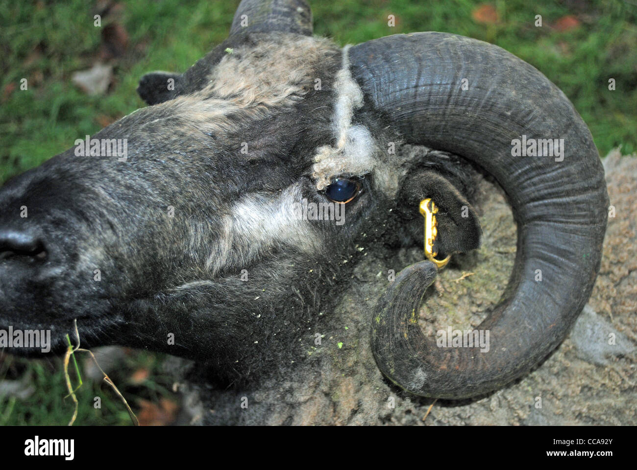 Ram down hi-res stock photography and images - Alamy
