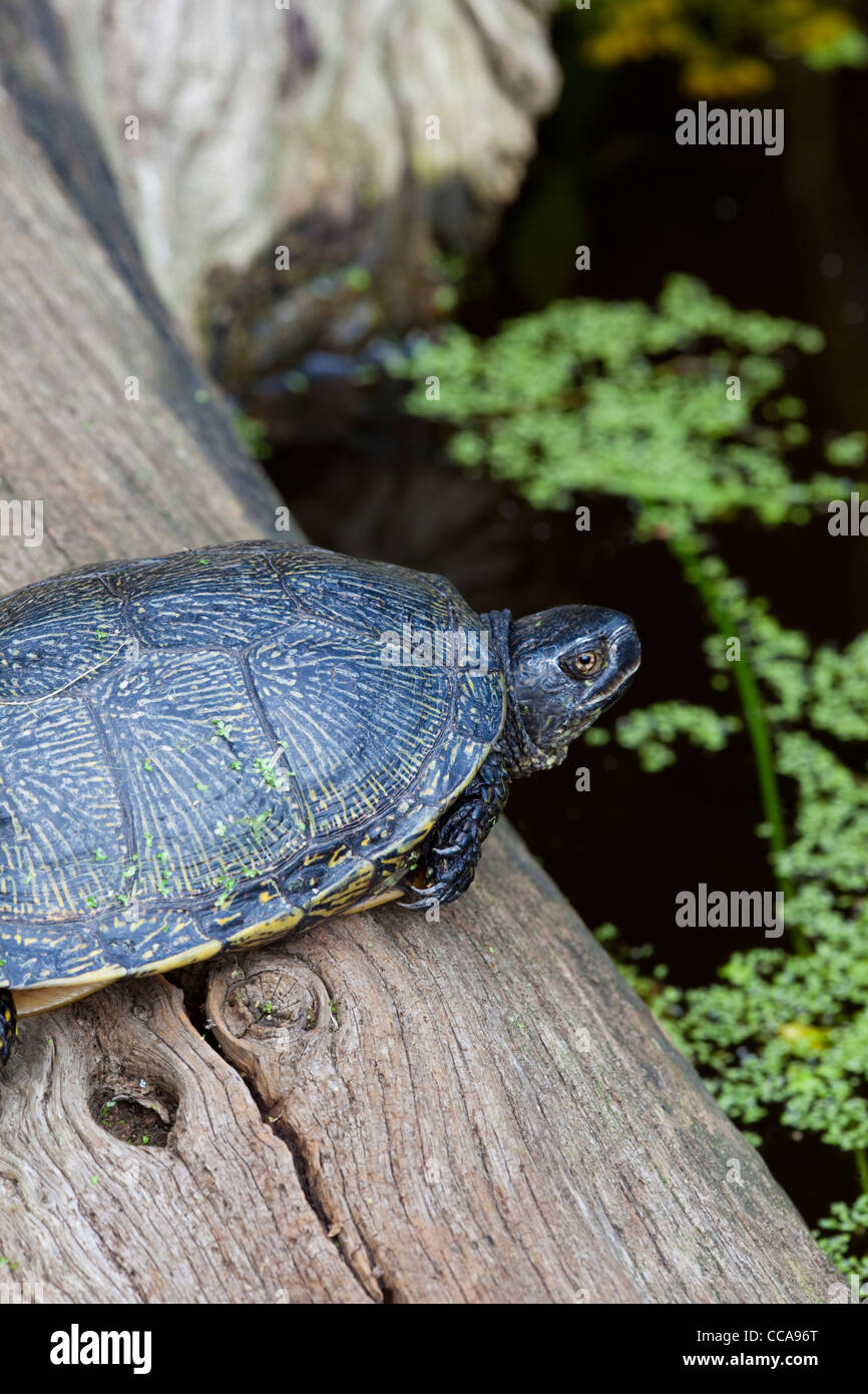 European Pond Terrapin (Emys orbicularis). Adult male, sun bathing on a ...